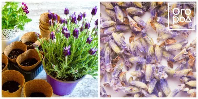 Lavender sa bukas na lupa - landing, pangangalaga, pagpaparami 3298_14