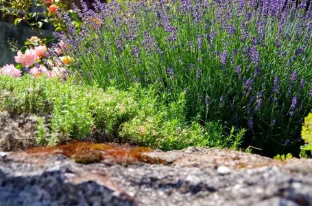 オープンソイルのラベンダー - 着陸、ケア、繁殖 3298_21