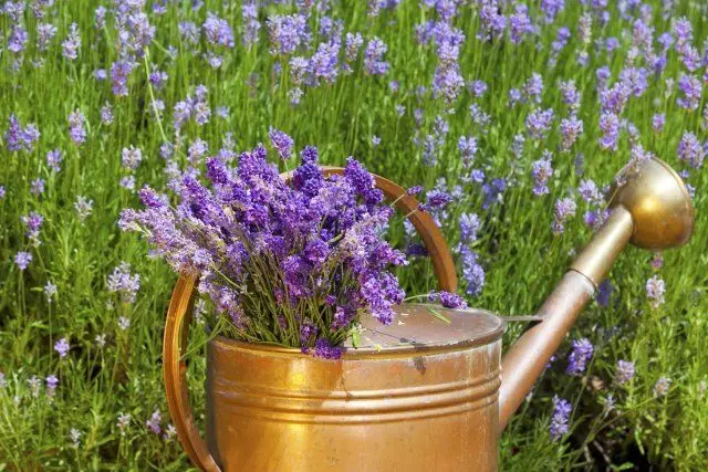 Ang sariwang harvested lavender ay nasa isang lumang tansong pagtutubig ay maaaring sa harap ng isang lavender field sa tag-init