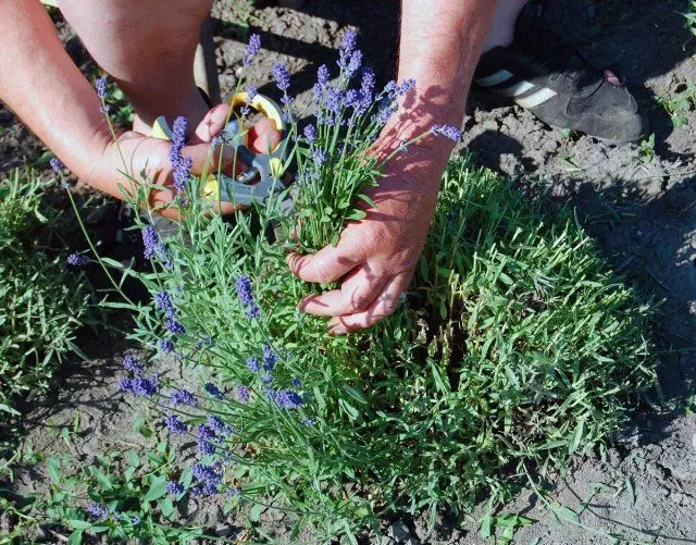 Lavanda al sòl obert: aterratge, cura, reproducció 3298_24