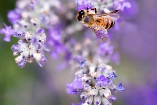 Lavender mune ivhu rakavhurika - kutakura, hanya, kubereka 3298_26