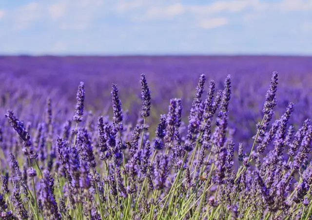 Lavanda al sòl obert: aterratge, cura, reproducció 3298_3