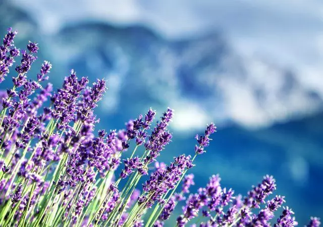 Lavanda al sòl obert: aterratge, cura, reproducció 3298_5