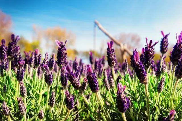 Namumulaklak lavender sa maaraw na araw ng tag-init. Kalikasan background.