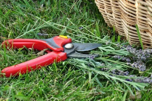 Pruning lavender sa hardin.