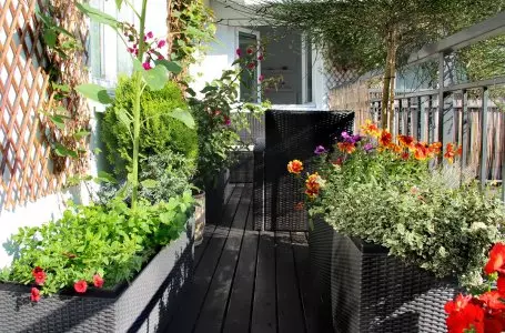 Що можна вирощувати на північному балконі - кращі тіньовитривалі рослини 3303_26