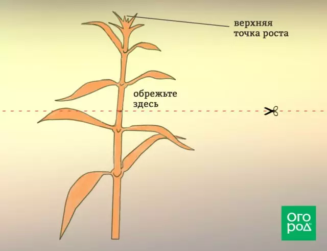 Բարձրության կետ