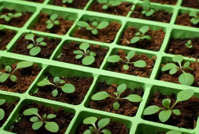 Kleng Seedlings Petunia