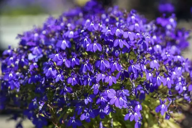 Lobelia Purple