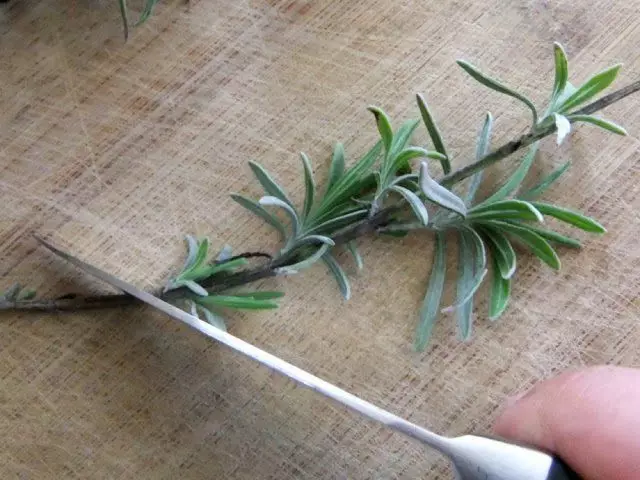 Kuangaza lavender.