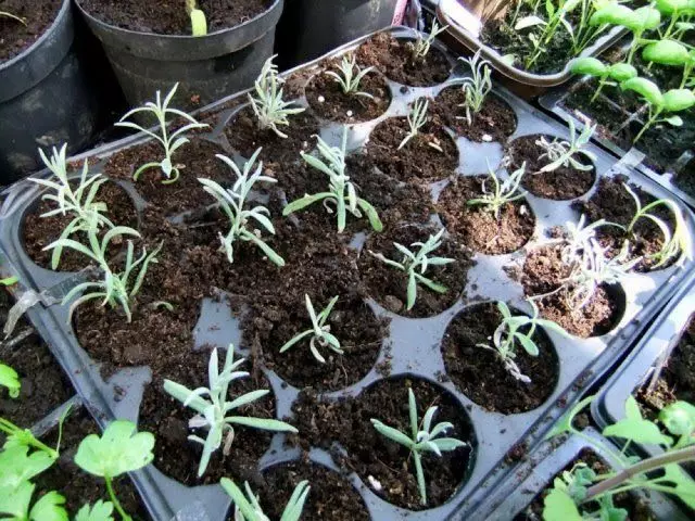 Seedling Lavender.