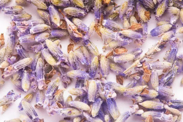 Seeds Lavender