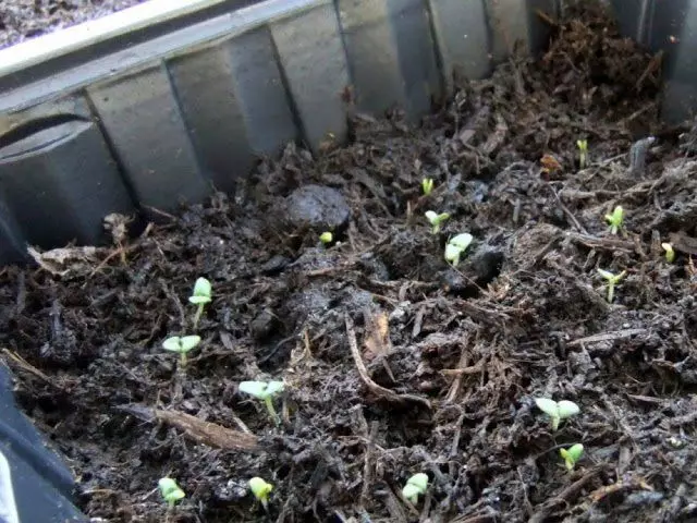 Seedlings Lavender