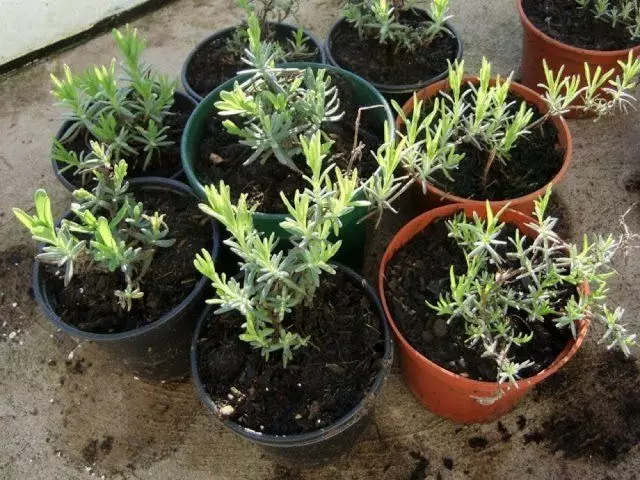 Lavender cuttings.