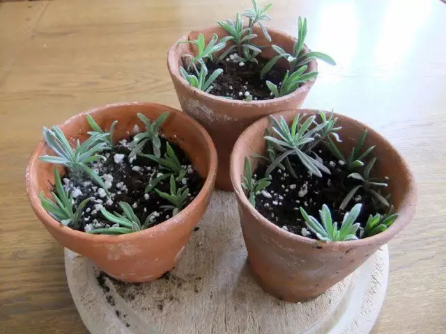 Lavendel yn in pot