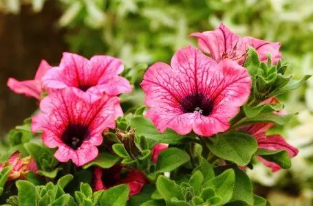 Τι είναι το Petunia κατάλληλο για εσάς: Επιλέξτε το σωστό λουλούδι 3317_10