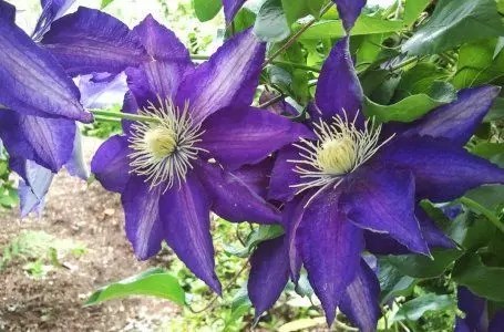 Terry Grade Clematis - Mynd, Nöfn, Lýsing 3324_47