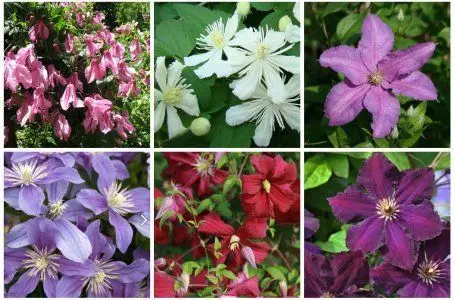 Terry Grade Clematis - Mynd, Nöfn, Lýsing 3324_48