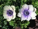 Anemonstratum (Anemone, Anemone)