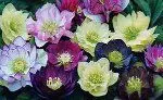 Hellebore