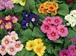 Primula (Primrose)