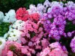 Phlox