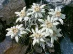 Edelweiss (leontopodium)