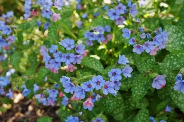 Lungwort.