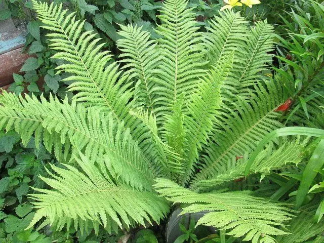 Fern