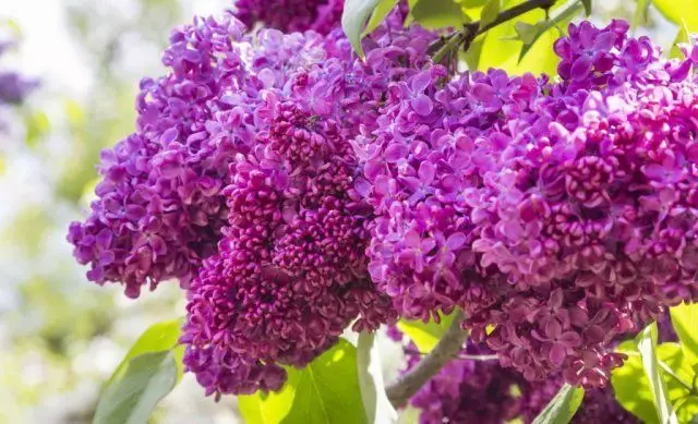 Lilac mahazatra