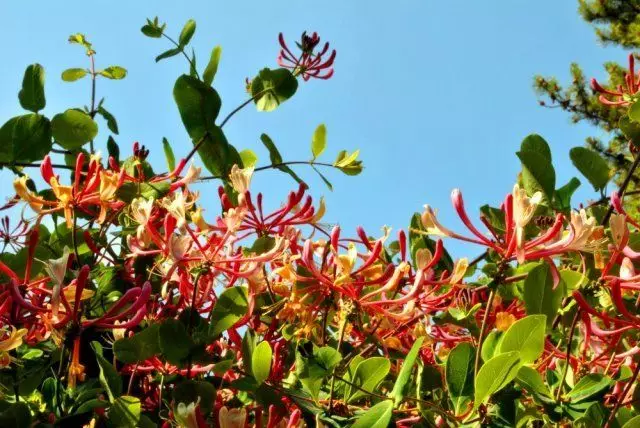 Honeysuckle curly