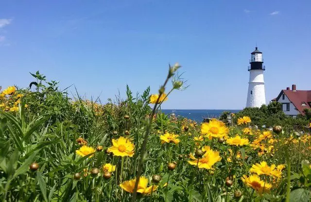 Coreopsis.