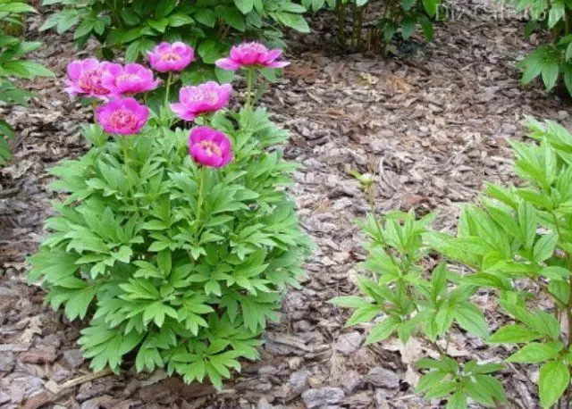 Bush Peony