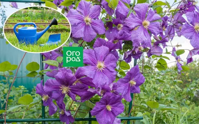 ການຫົດນ້ໍາ clematis