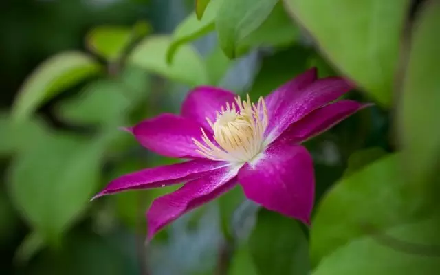 Clematis slecht bloesems