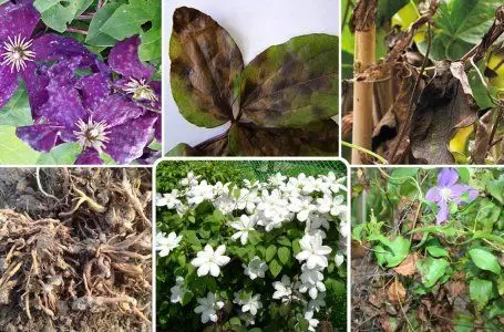 Summer Care Clematis - Näpunäiteid lopsakas õitsemise ja hea talvitus 3338_17