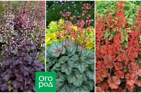 Short-lived perennials: 9 colors that live less than I would like to 3340_9