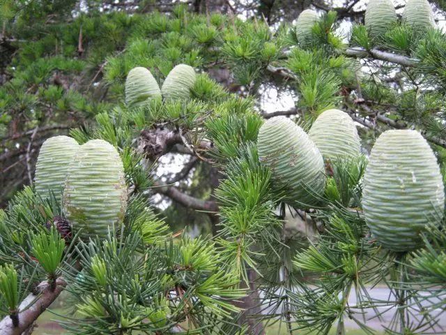 Cedar himalayan