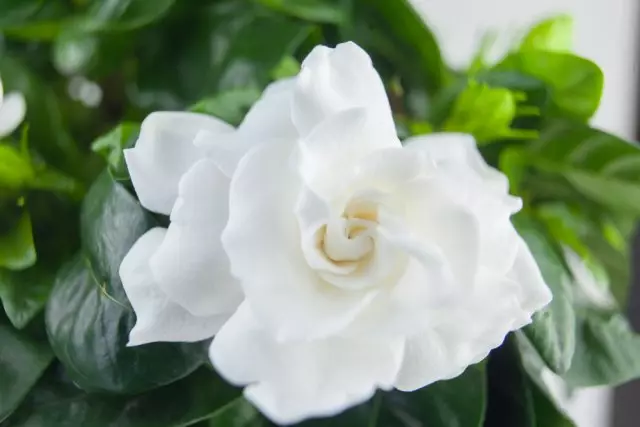 Gardenia.