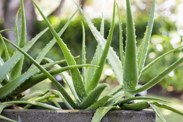 Aloe.