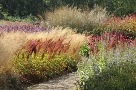 Jardí de cereals - Prairie a la parcel·la amb les teves pròpies mans 3348_4