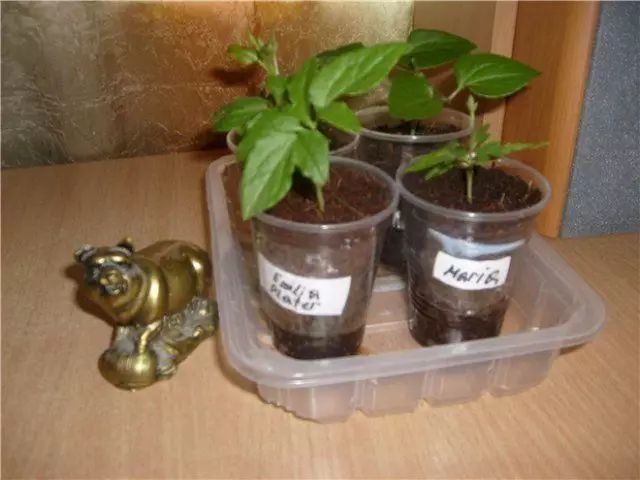 Clematis Saplings