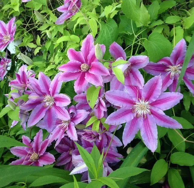 Popular Clematis Nelli Moser (Nelly Moser)