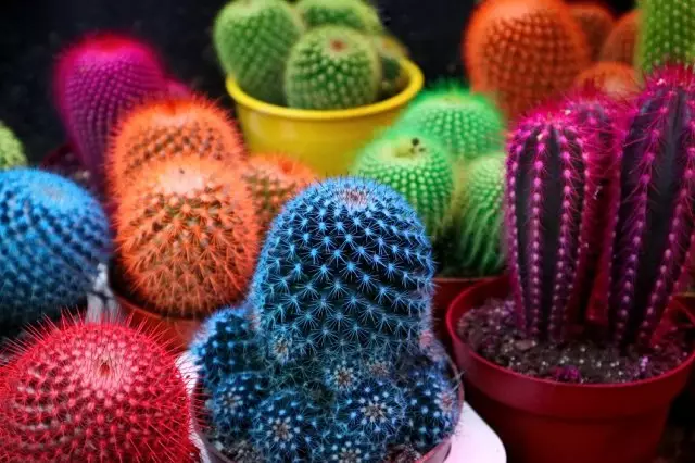 Cacti színes tüskékkel