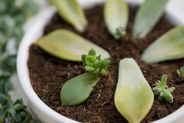 繁殖多肉植物