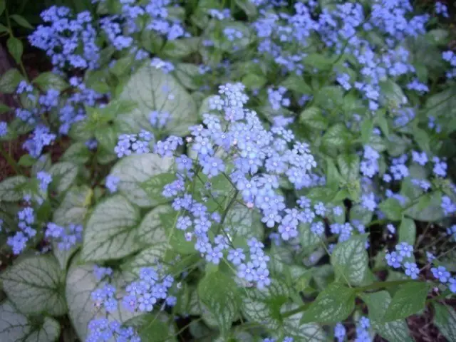 Bruunner Landing Care Growing