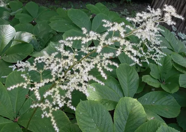 ರೋಜರ್ ವಿಂಗಡಣೆ ಲ್ಯಾಂಡಿಂಗ್ ಕೇರ್