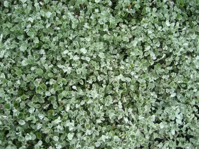 dichondra