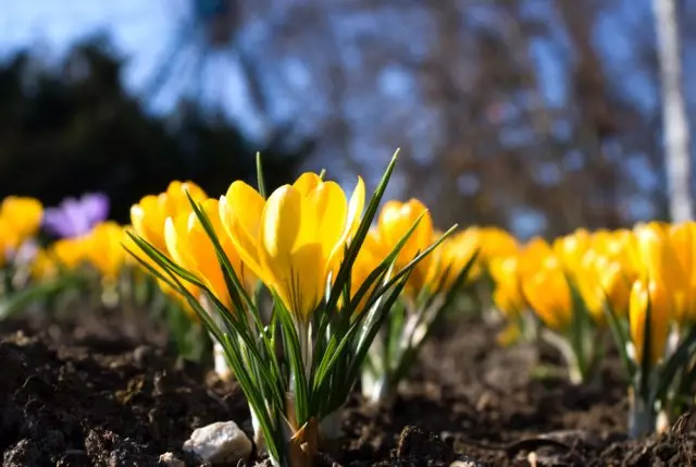 Crocuses