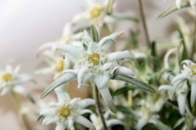 Edelweiss